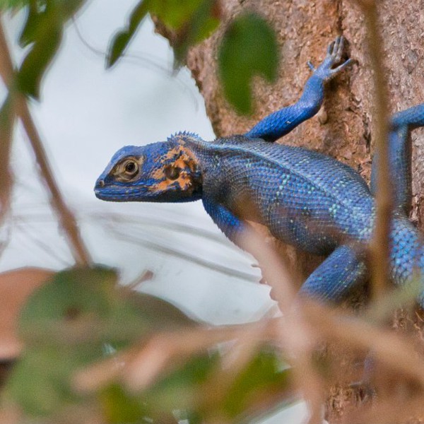 The Naturalist Collection - Batis Birding Safaris